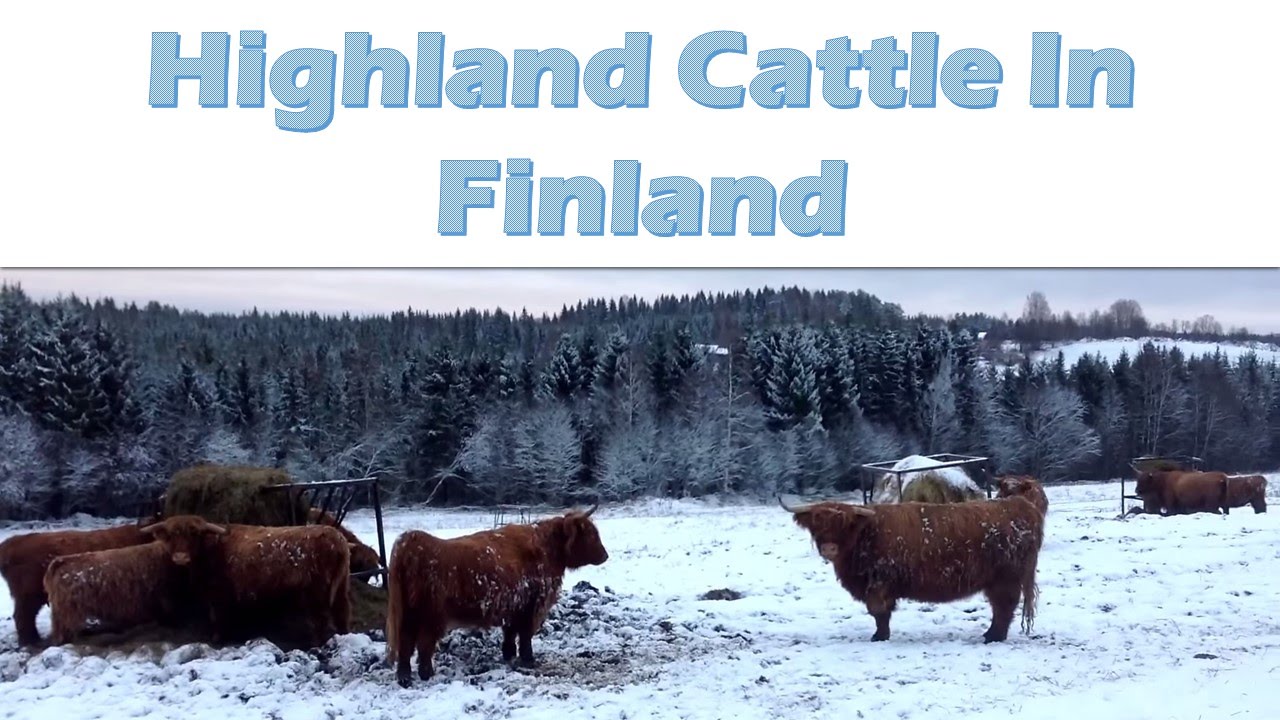 Highland Cattle Cows And Calves November 7th 2014 Finland ...
