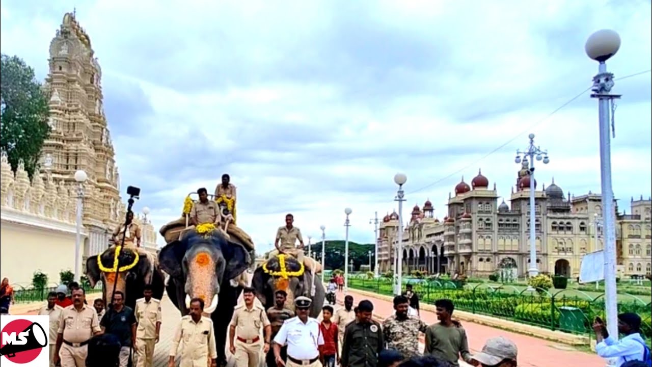 Mysore Dasara 2023 : Jumboo Savari Elephants Mysore Palace ...