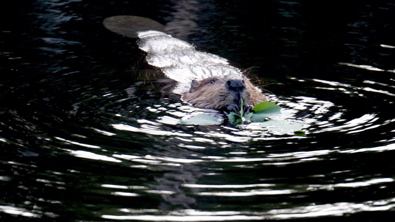 UNE HISTOIRE DE CASTORS | Documentaire - YouTube