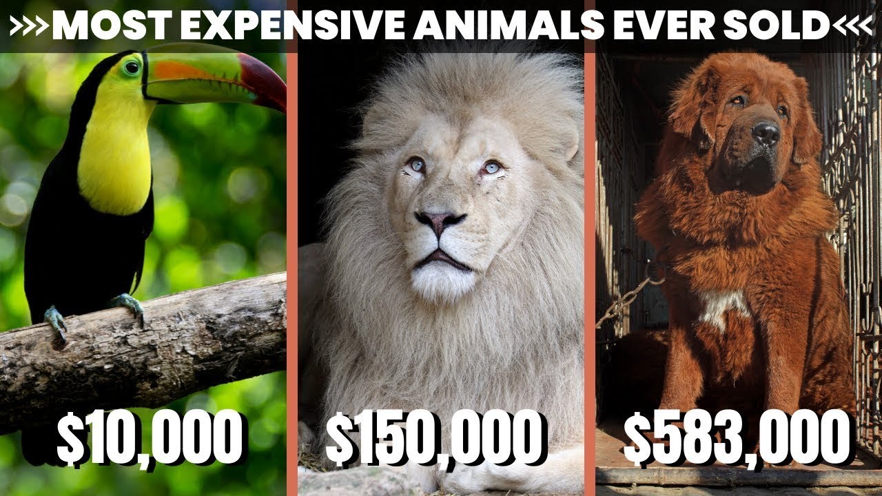 Top 10 Most Expensive Animal Leather at Kathleen Flores blog