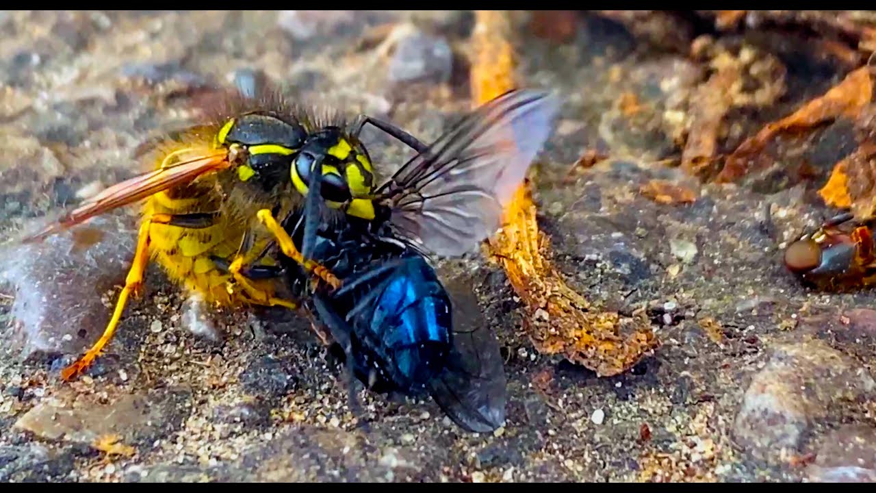 Predator's Precision: Wasp Hunts and Consumes Fly in Stunning Close-Up ...