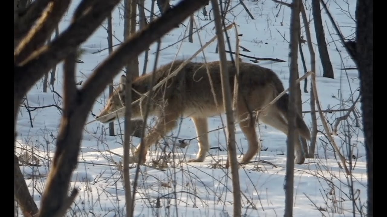 COYOTE IN THE BACK YARD - YouTube