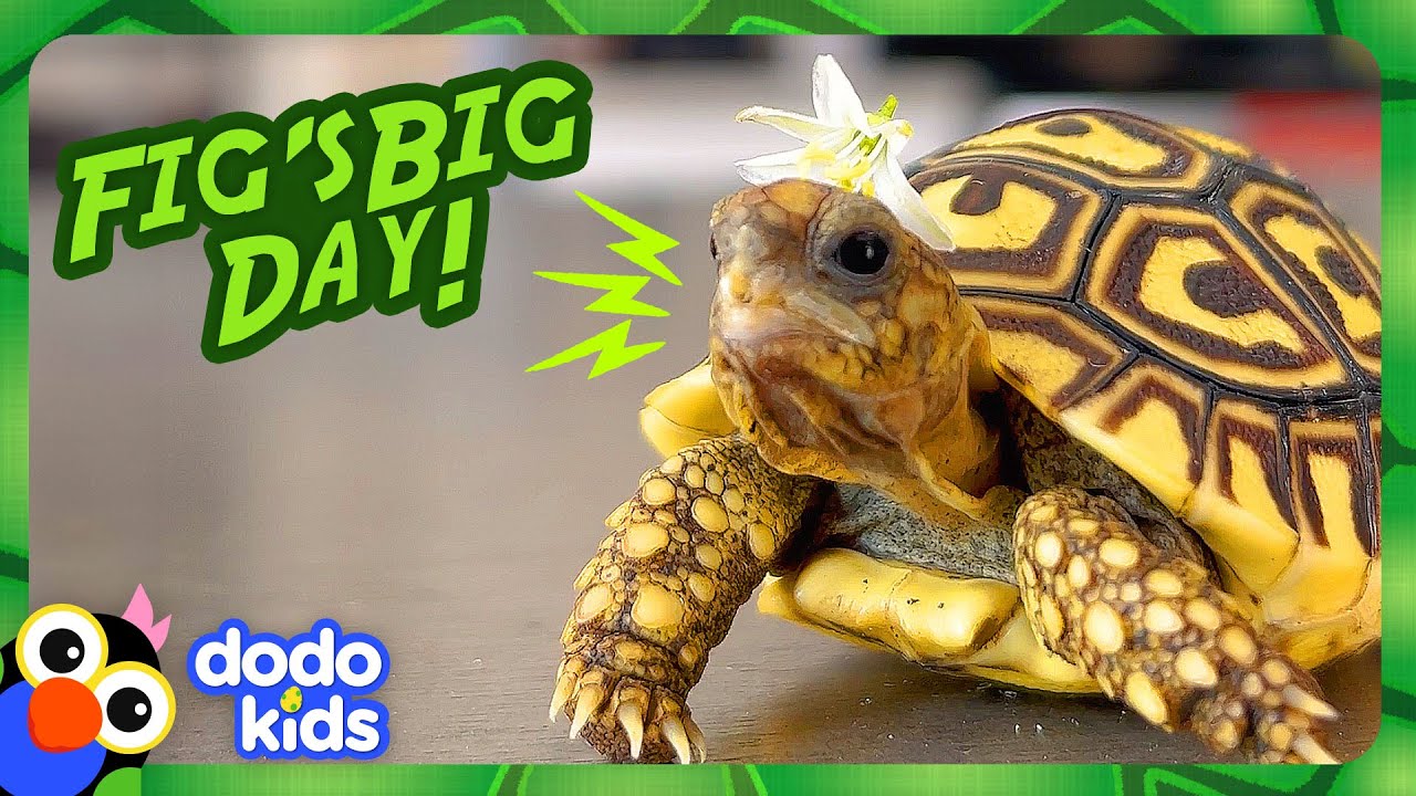 Baby Tortoise Wears Flower Hats And Goes On Adventures! | Dodo Kids ...