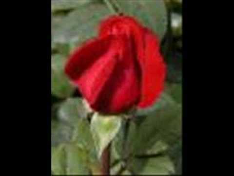 KAHRAMAN TAZEOĞLU SUSSAM YALNIZLIK KONUŞSAM AYRILIK