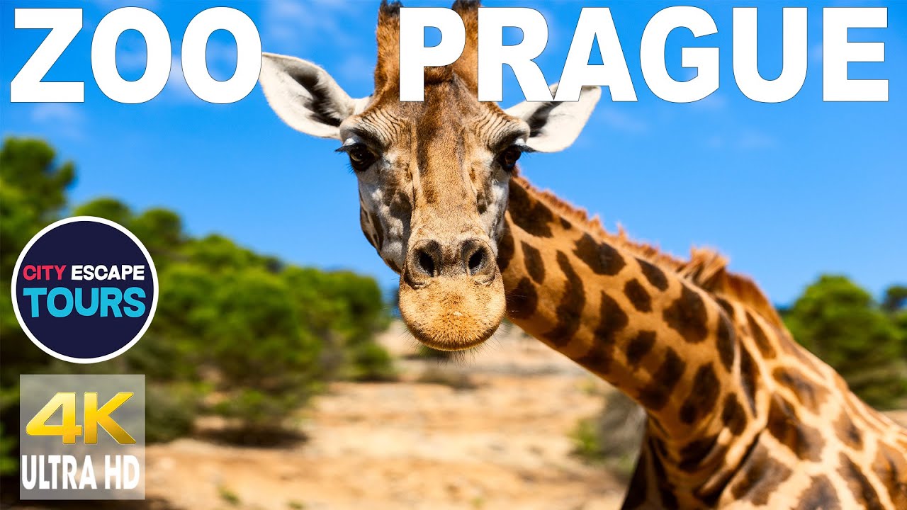 Prague Zoo in 4K – A Family Adventure with Exotic Animals - YouTube