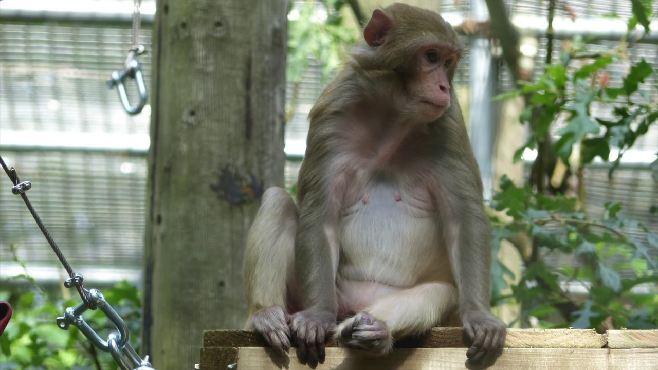 The first Pandora - Suspended platform design for primates - YouTube
