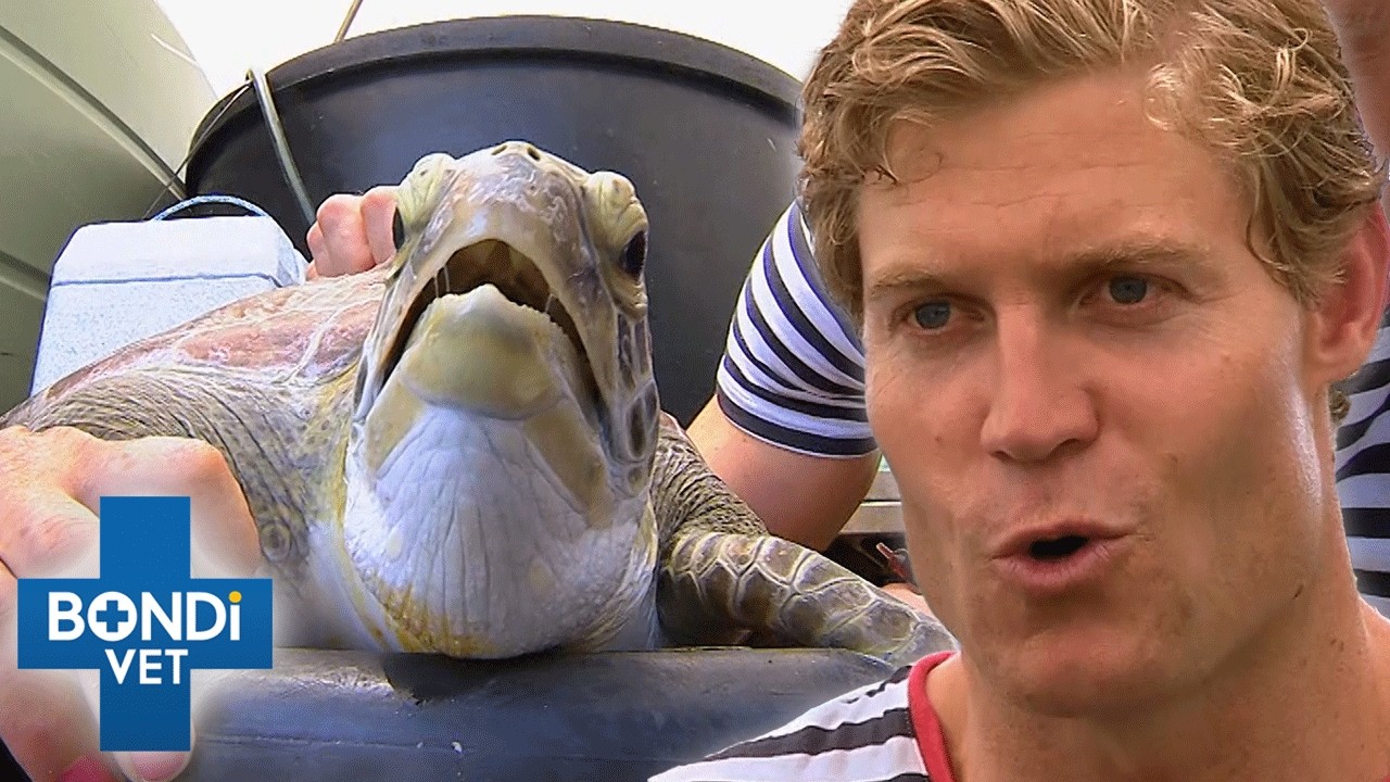 Dire Emergency: Turtle Found With Broken Shell! 🥺 Bondi Vet - YouTube