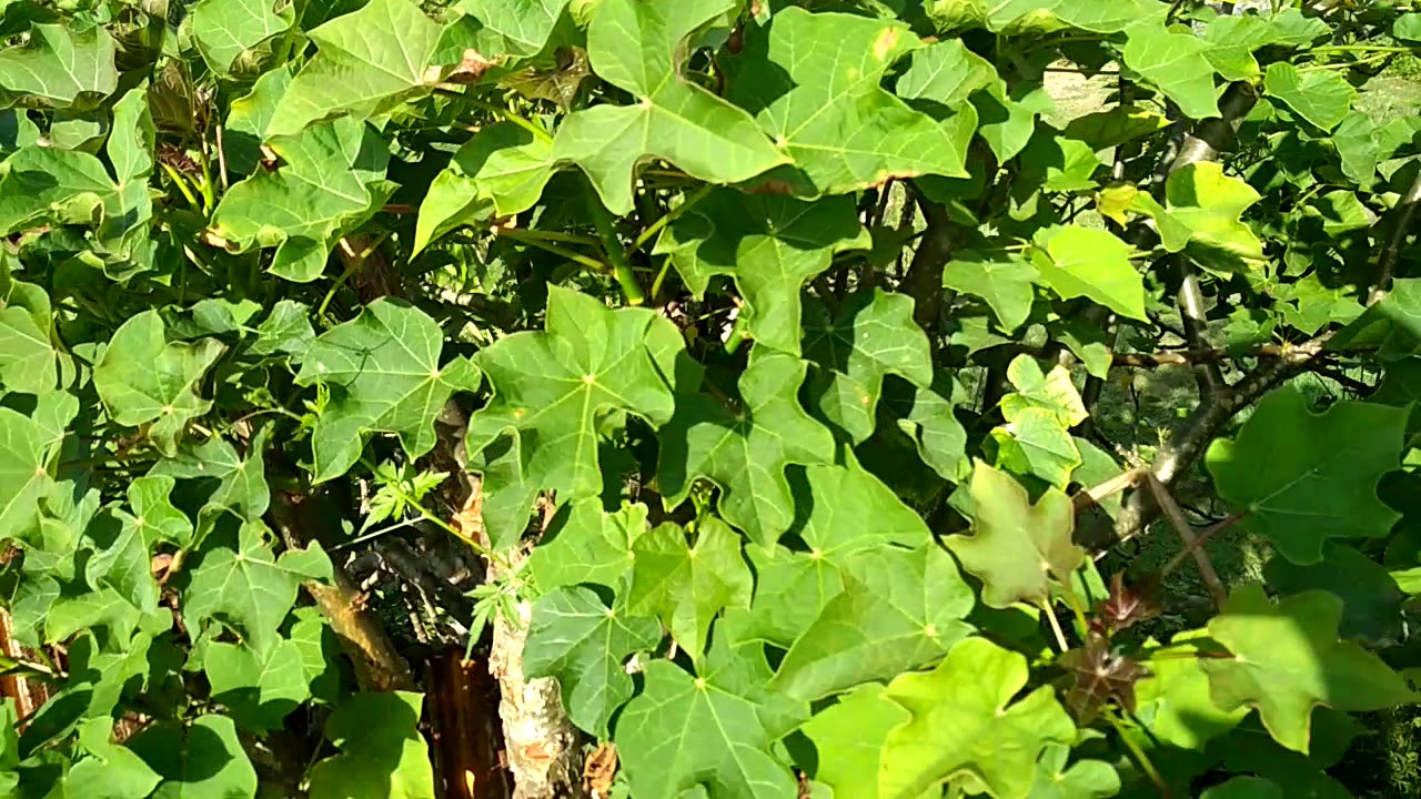 15+ Gambar Tanaman Jarak Pagar Terbaru - Informasi Seputar Tanaman Hias