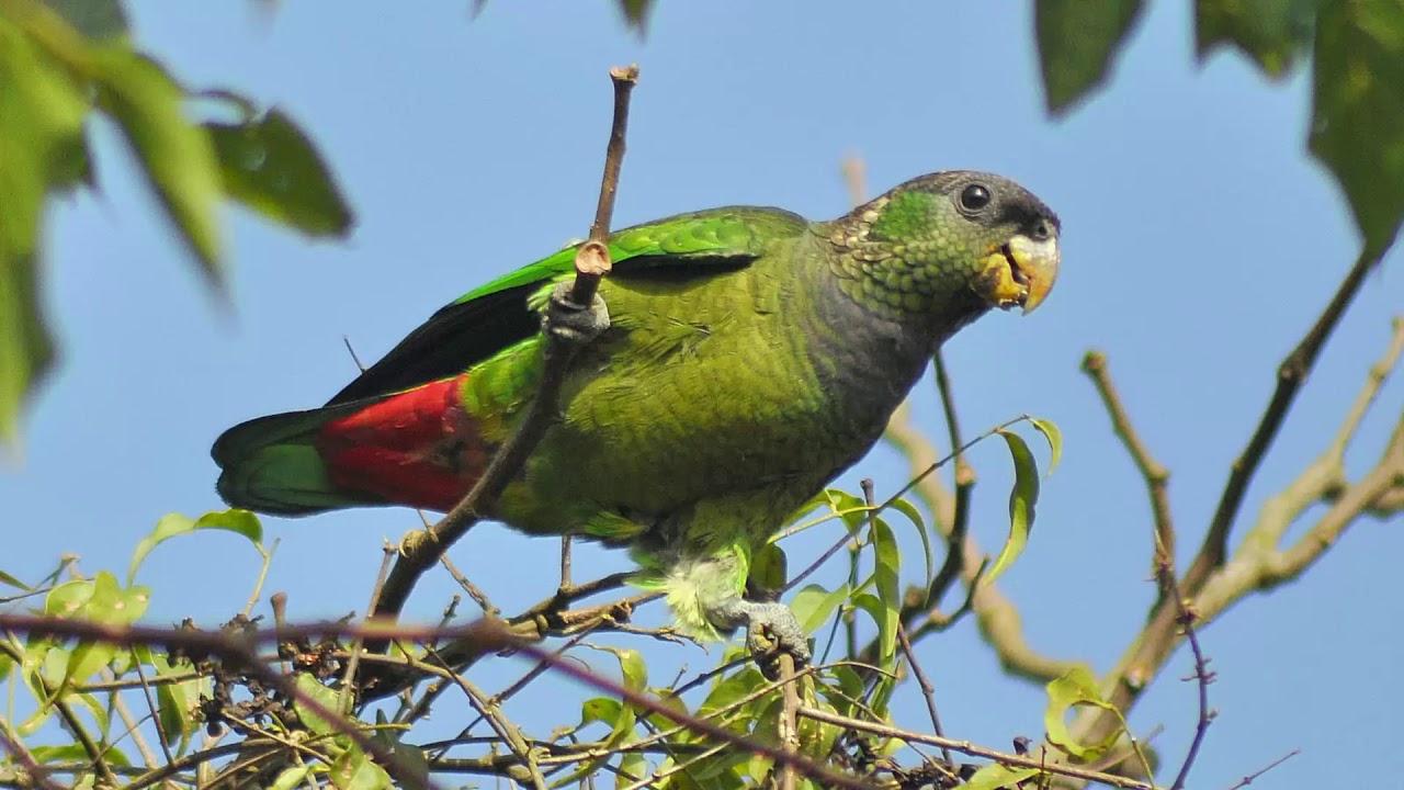 Saiba Tudo Sobre a maitaca-verde - YouTube