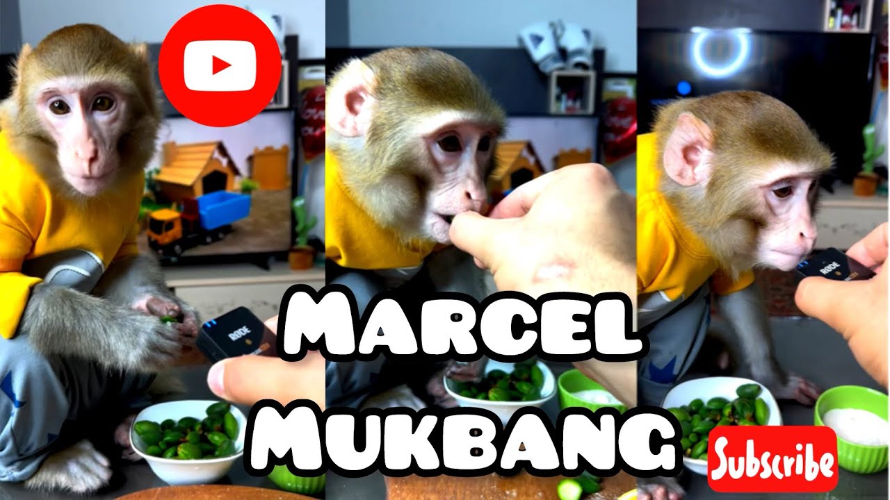 Marcel cute monkey and eating show , mukbang , asmr - YouTube