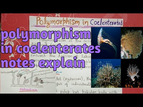 polymorphism in coelenterata or hydrozoa || notes explain - YouTube