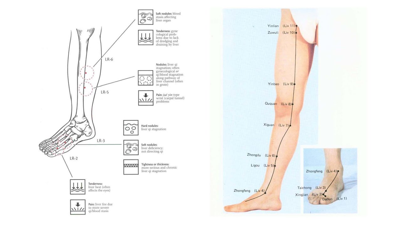 PHYSIOLOGICAL SIGNIFICANCE OF CHANGES IN THE JUEYIN LIVER CHANNEL - YouTube