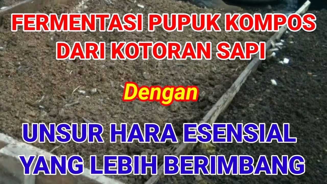 Cara Pembuatan Pupuk Kompos Dari Kotoran Sapi Agar Unsur Hara Esensial ...