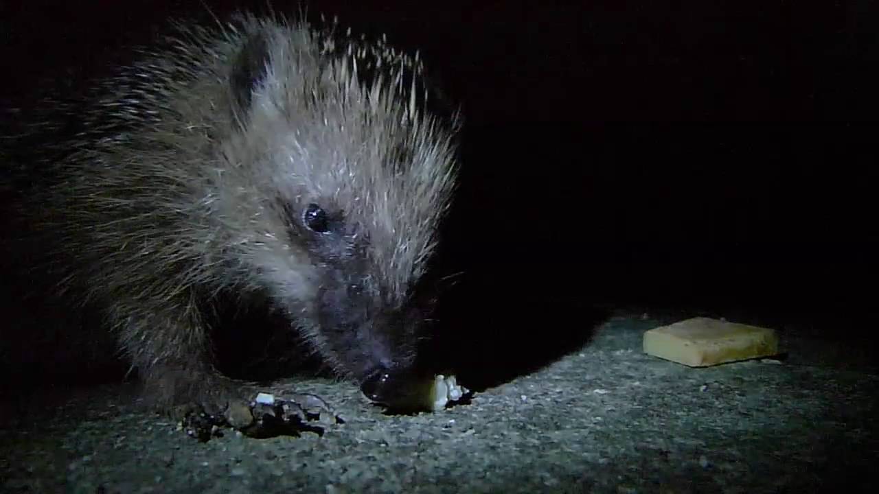 cute hedgehog eating cheese - close up - YouTube