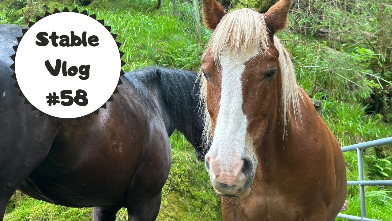 Stable Vlog #58 // Pasture // Scary Sheep // Tack Locker Tour - YouTube