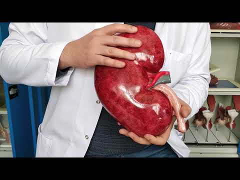 Böbrek, Ureter, Mesane Anatomisi  Üriner Sistem #anatomi