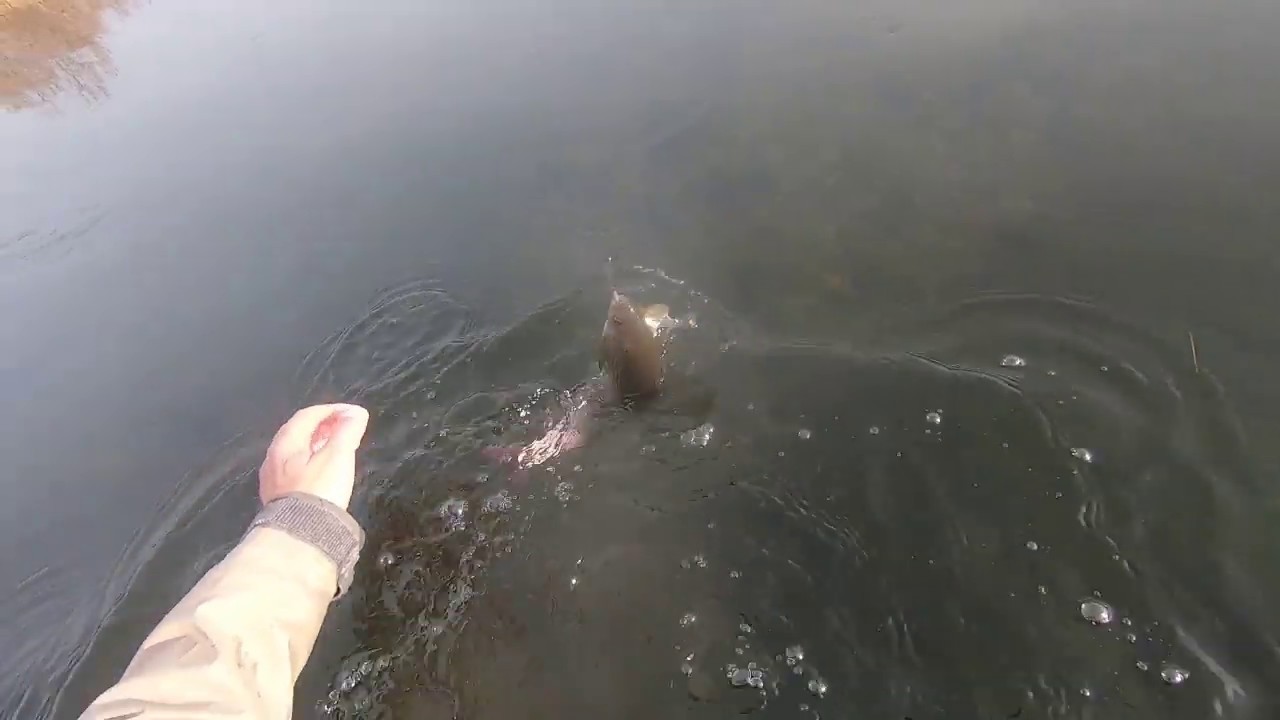 Хариус нахлыстом на Ангаре 28 октября 2019 /Angara Grayling fly fishing ...