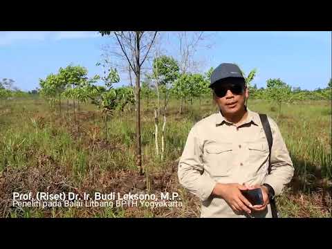 Kebun Benih Semai (KBS) Meranti Merah (Shorea leprosula) BPDASHL ...
