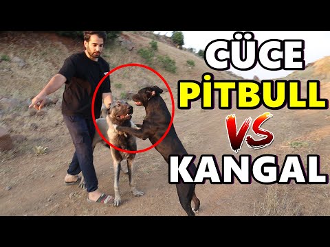 CÜCE PİTBULL RAMBO KANGALA MEYDAN OKUYOR!