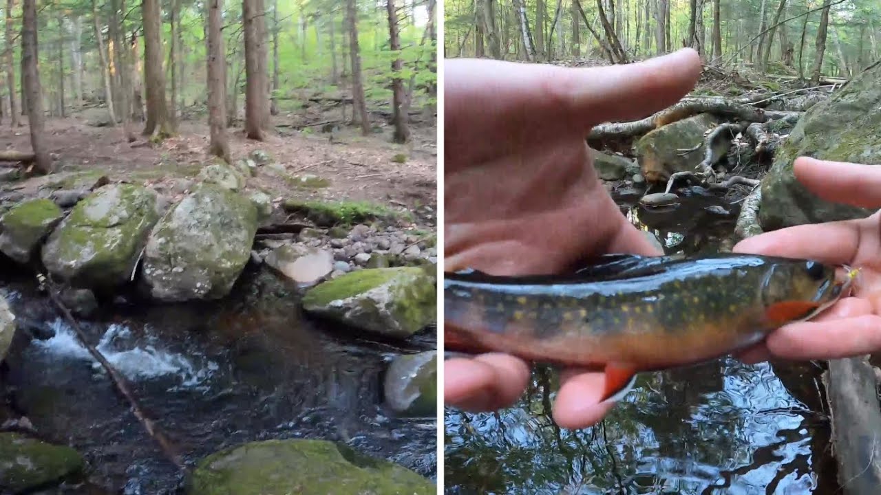 TINY Crick - AMAZING Brook Trout! (Adirondack Fly Fishing) - YouTube