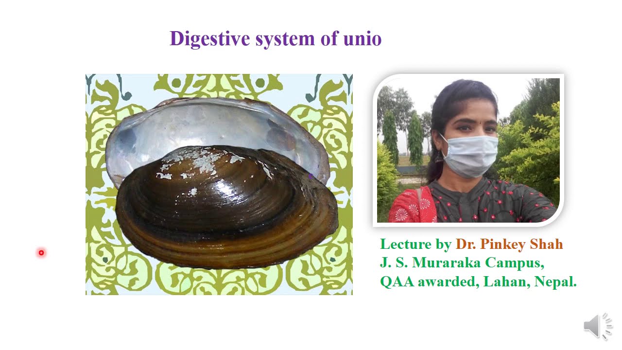 Digestive system of Unio - YouTube