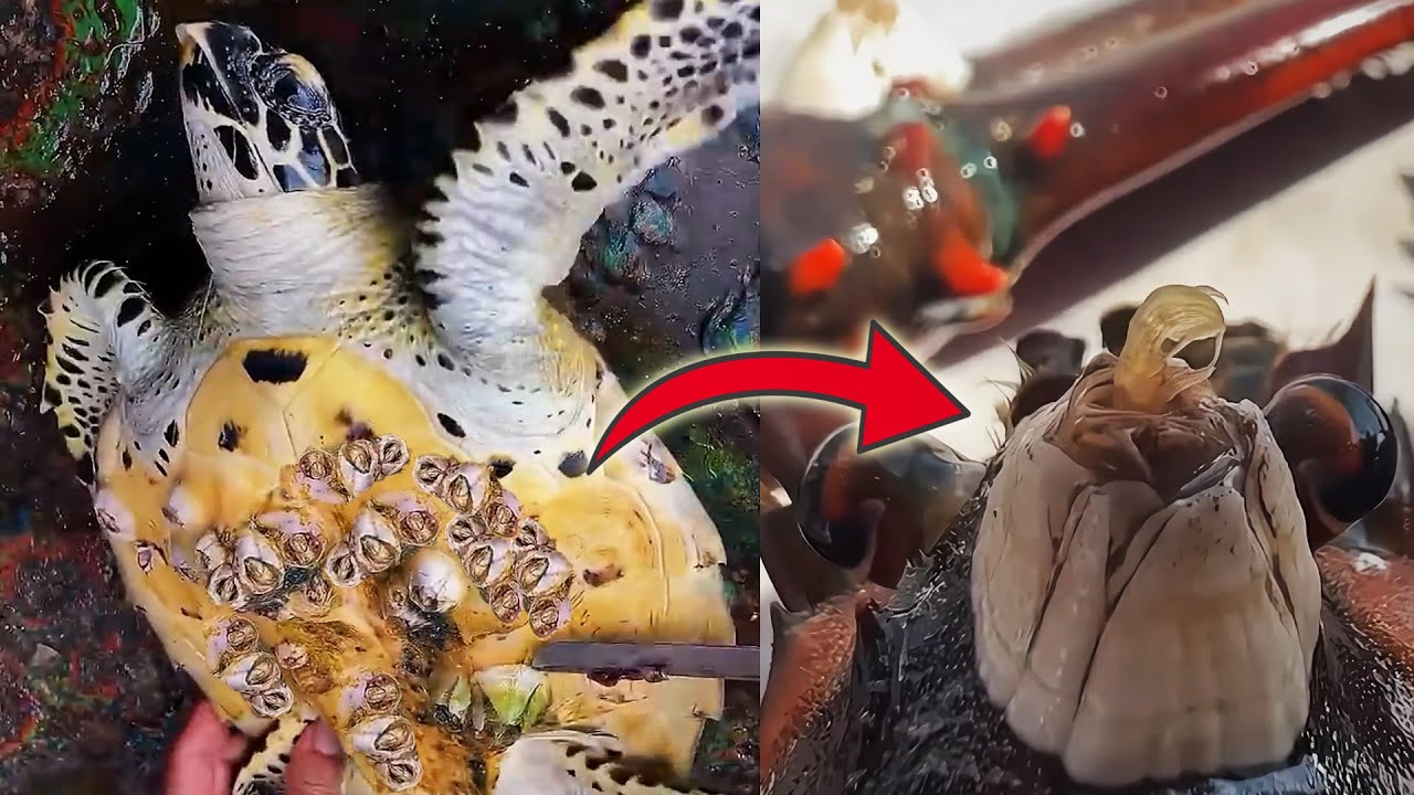 7 Casos de PERCEBES en ANIMALES MARINOS | No solo Tortugas Marinas 🦞🦀 ...