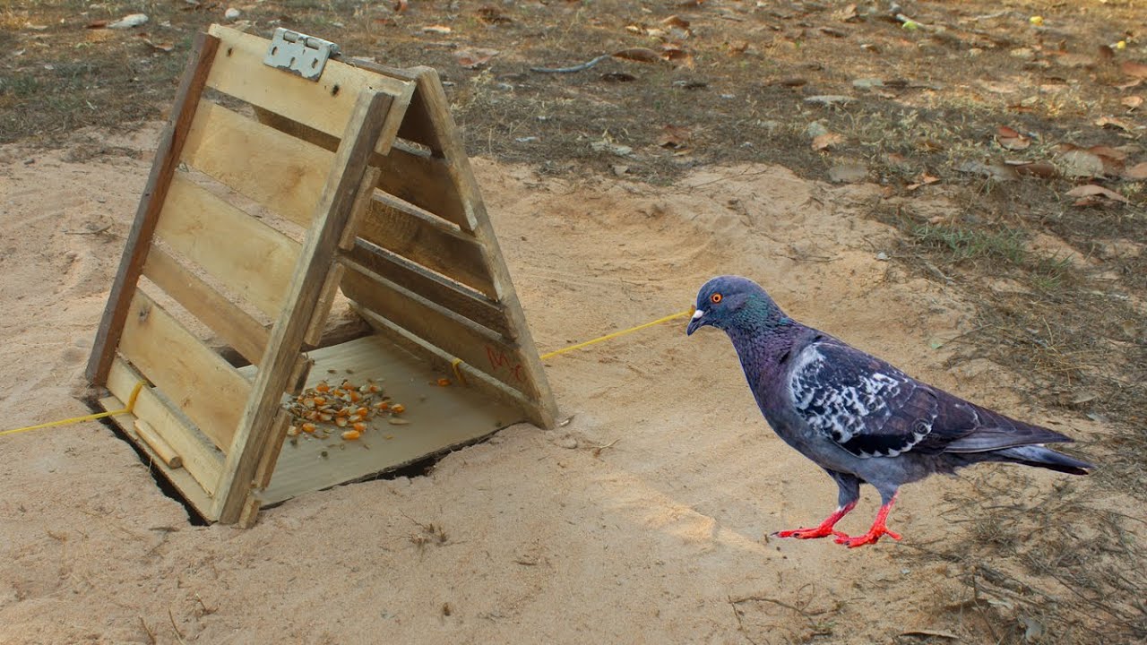 Creative Unique Bird Trap Make From Board And Cardboard - YouTube