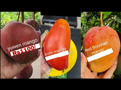 How To Xishi Mango Ka Plants | Nice Nursery | Red Brazilian Mango ...