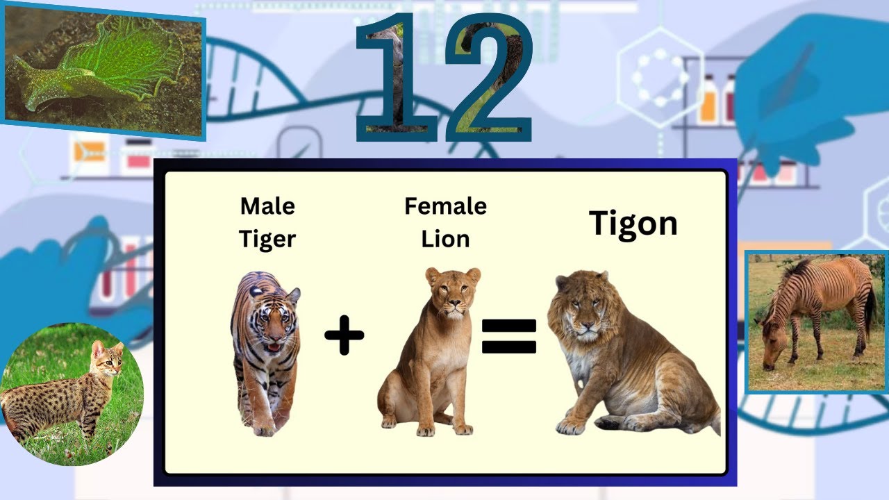 "Incredible Hybrid Animals You Never Knew Existed: A Tour of the 12 ...