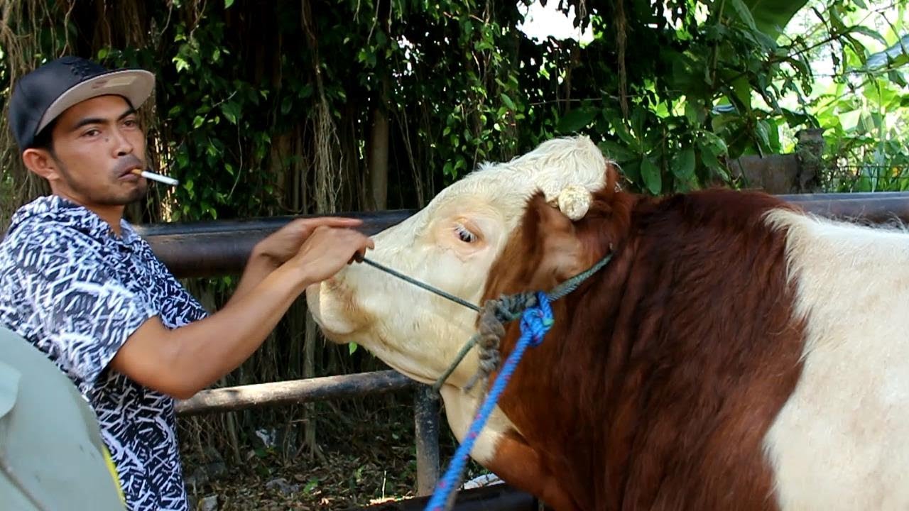 NEGO PANAS Sapi Bakalan Marlboro Super di Pasar Hewan Banjarnegara ...