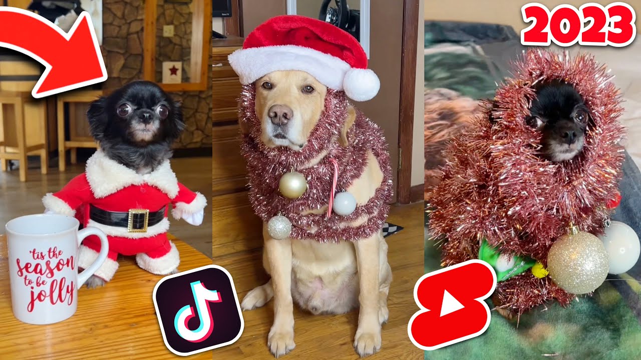 Josh Puddin And Dozer Christmas Video Compilation!! - YouTube