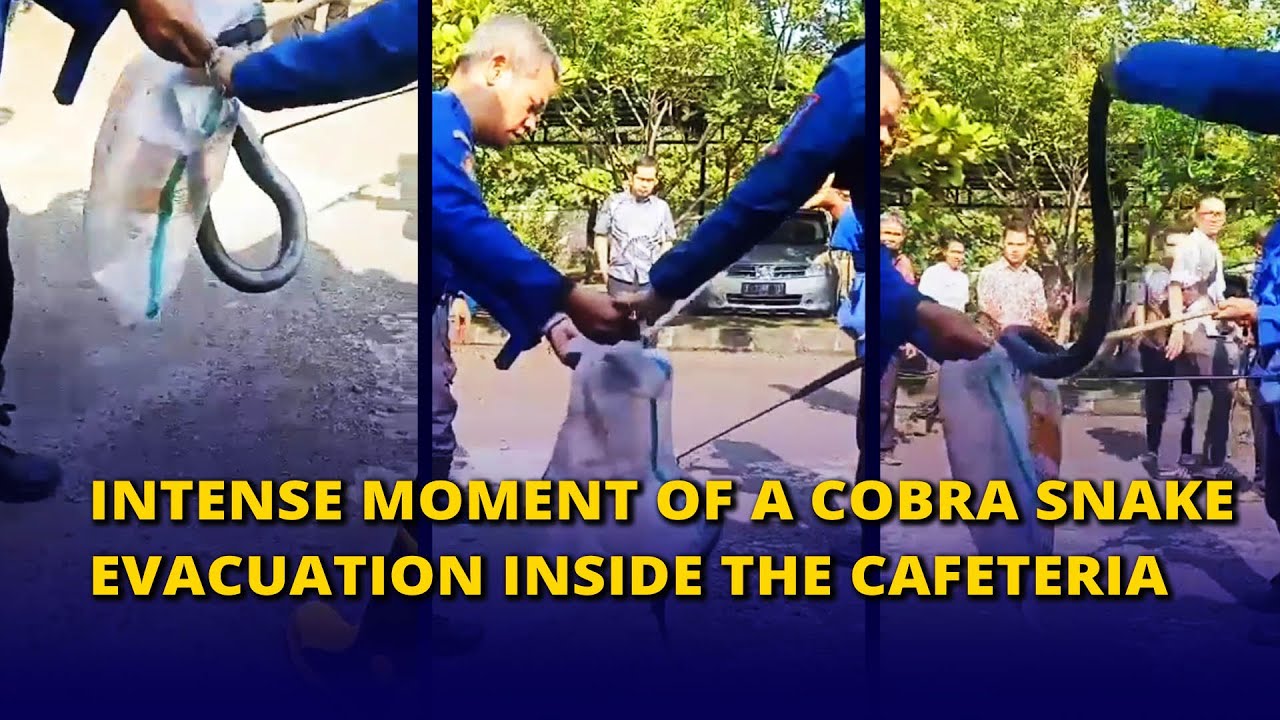 Shocking!! A Cobra Snake Found Inside a Public Facility - YouTube