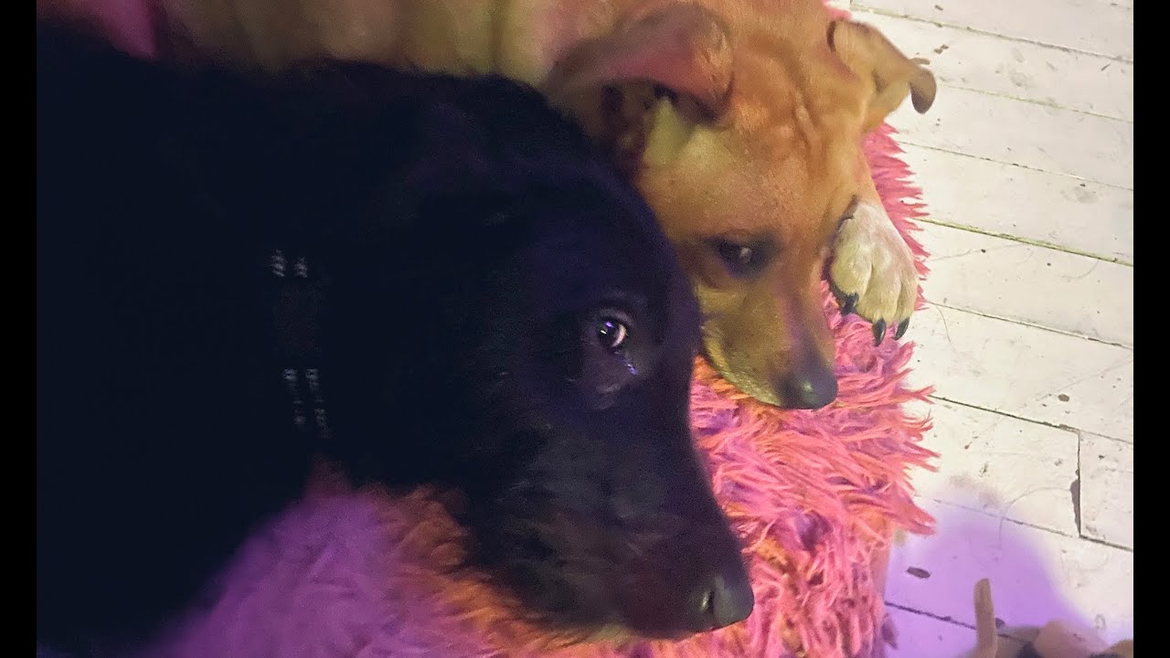 Two Streaming Dogs: Monday Dog Viewcam - YouTube