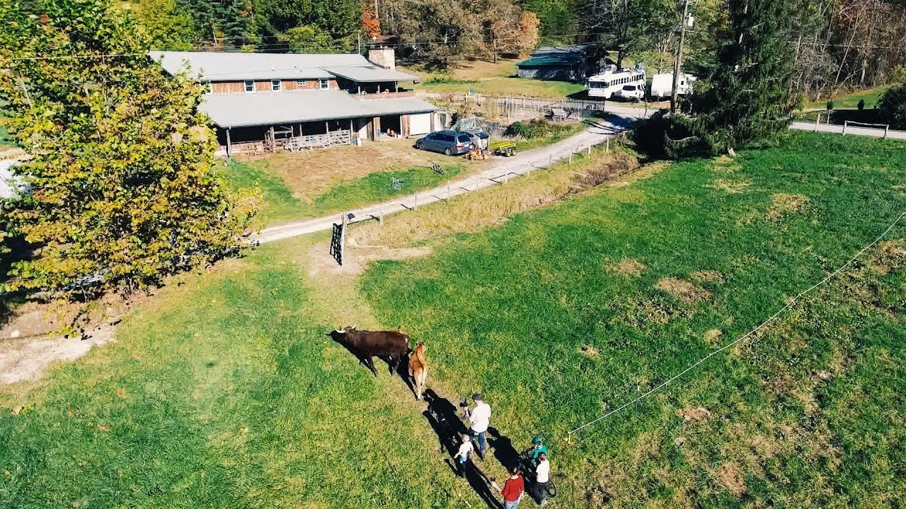 This Cow Move COULD have gone Bad | But Didn’t - YouTube