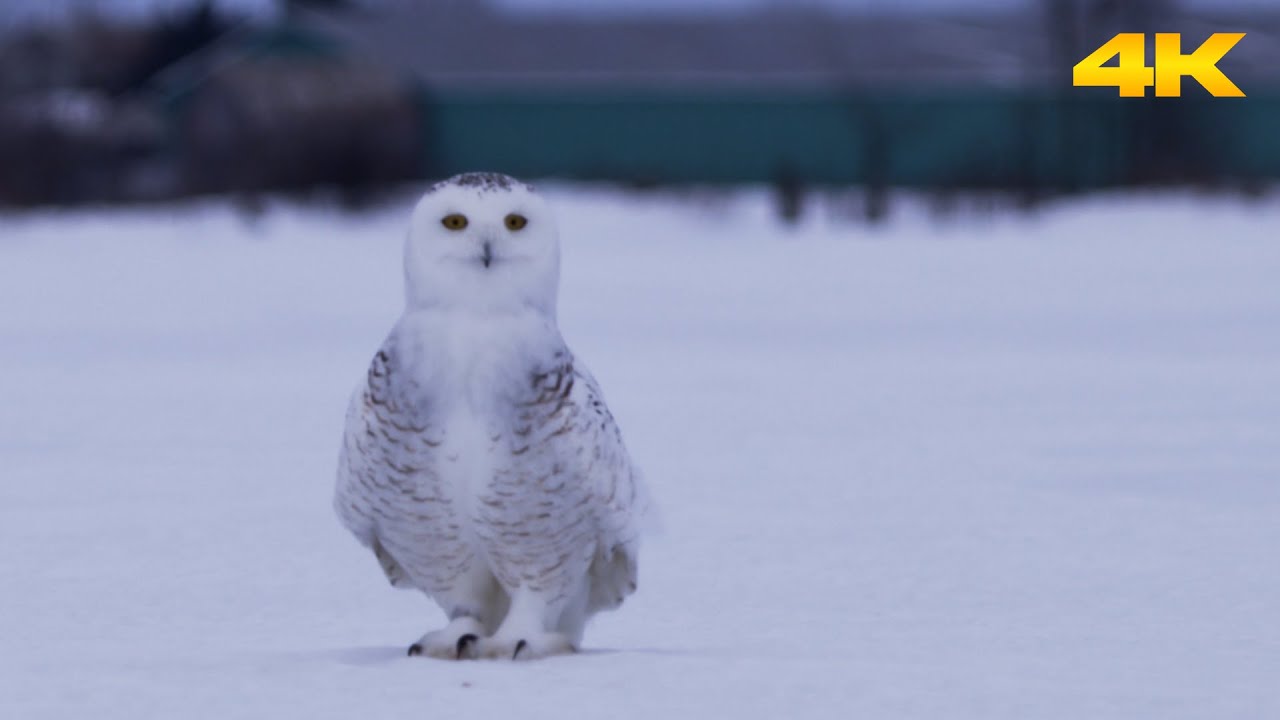 White Owl Hunting Mouse in Snow #owls #nature #wildlife #snow #hunting ...