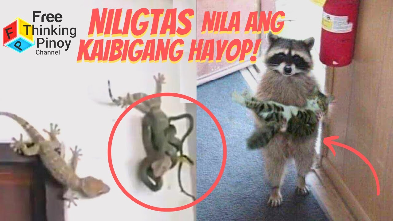 TUKO LUMABAN SA AHAS PARA SA KAIBIGAN | Mga Hayop na Tumulong sa Kapwa ...