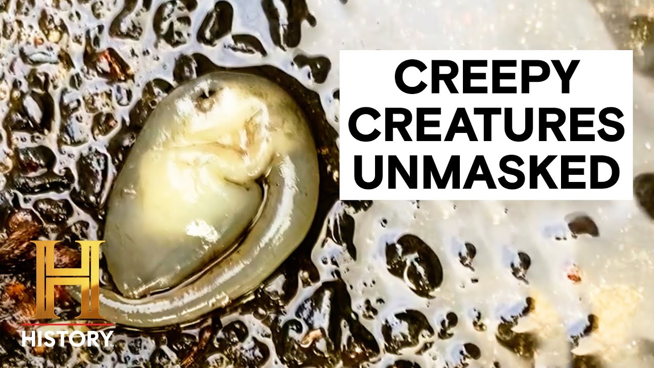 4 CREEPY LOOKING CREATURES CAUGHT ON CAMERA | The Proof Is Out There ...