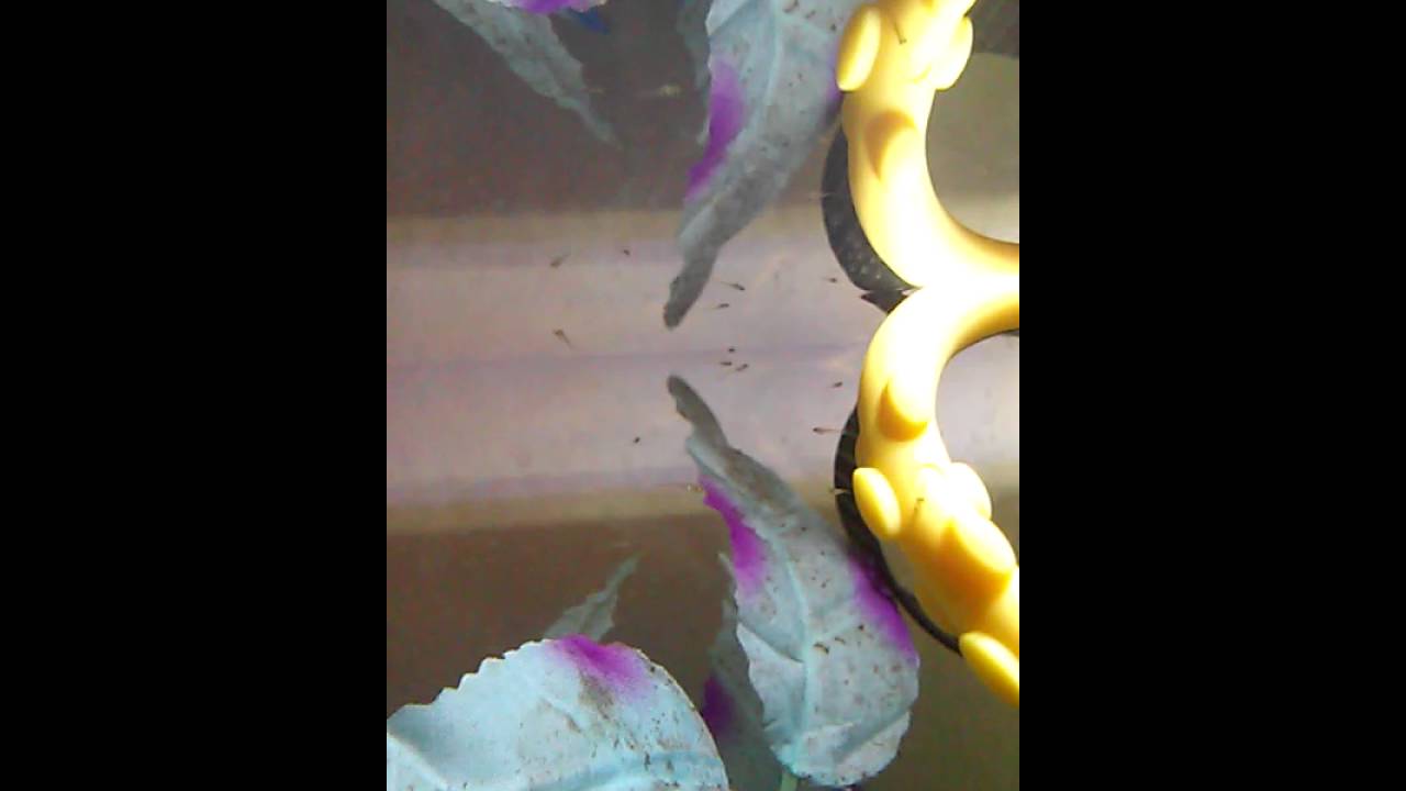 MY GLOFISH BABIES EEEEEE! - YouTube