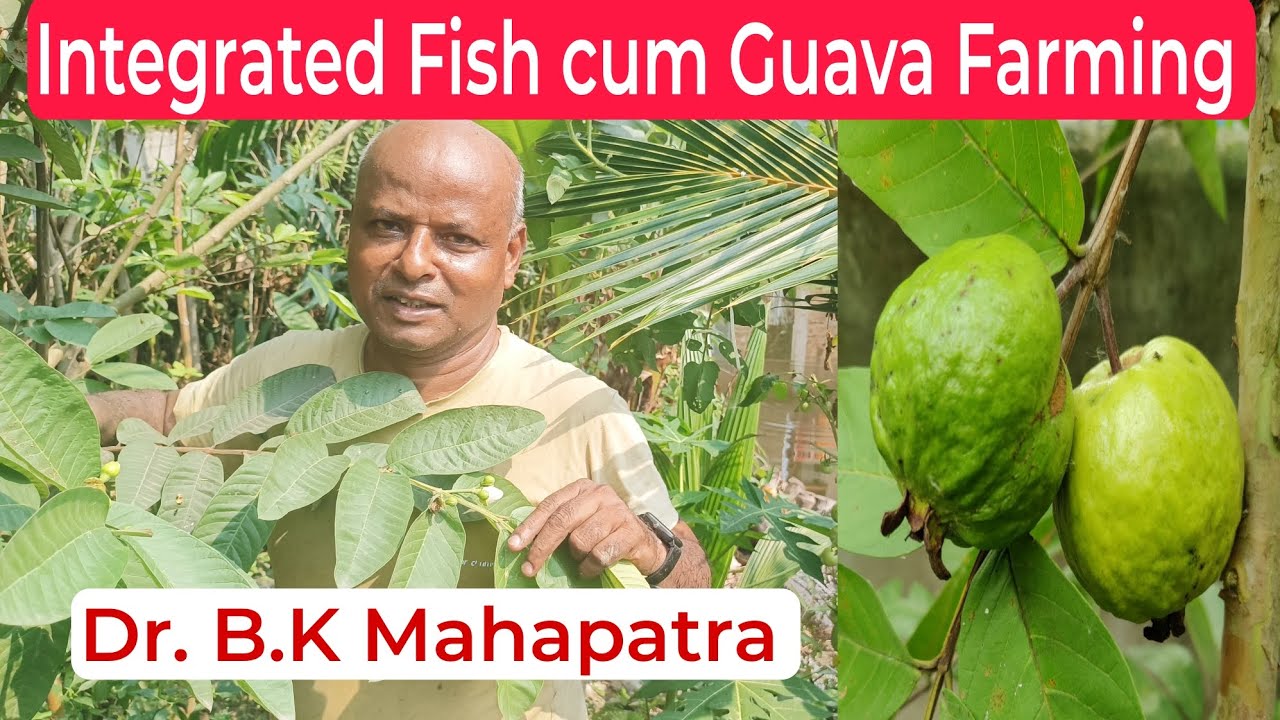 Integrated Fish cum Guava. @integratedaquaculture. - YouTube