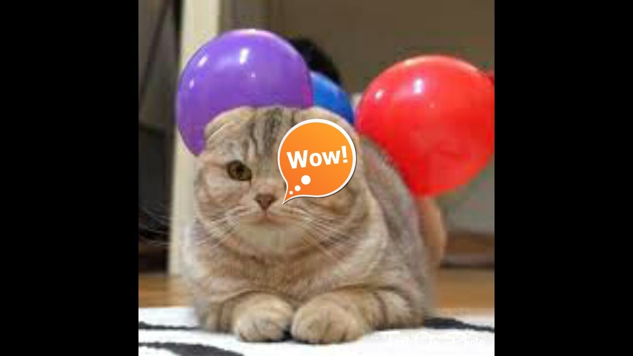 Balloon Cat Memes