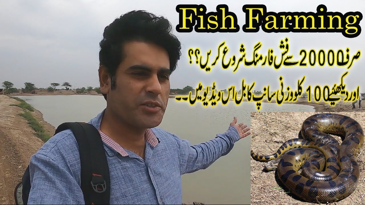 Fish Farming | village life | fish farming in pakistan | sceneries ...