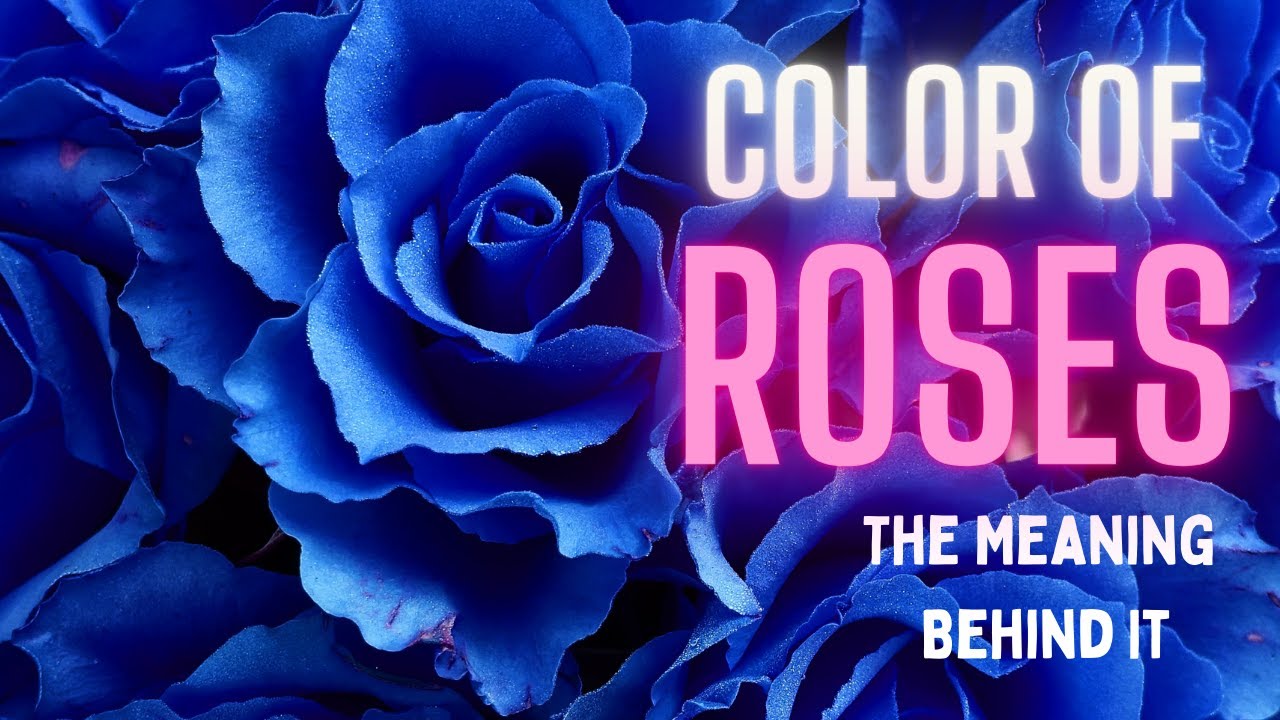 The Meaning Behind The Color of Roses - YouTube