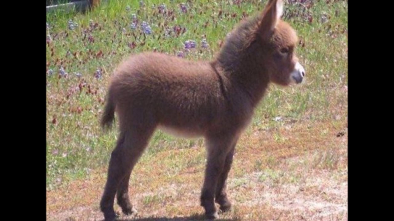 tiernos bebes de burro baby donkeys - YouTube
