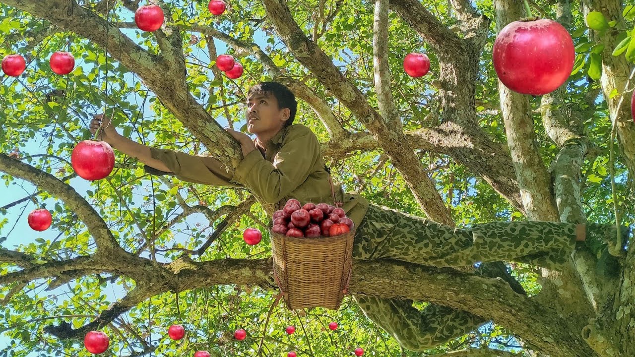 Orphan Boy Harvest Flacourtia jangomas with grandma to eat and bring to ...