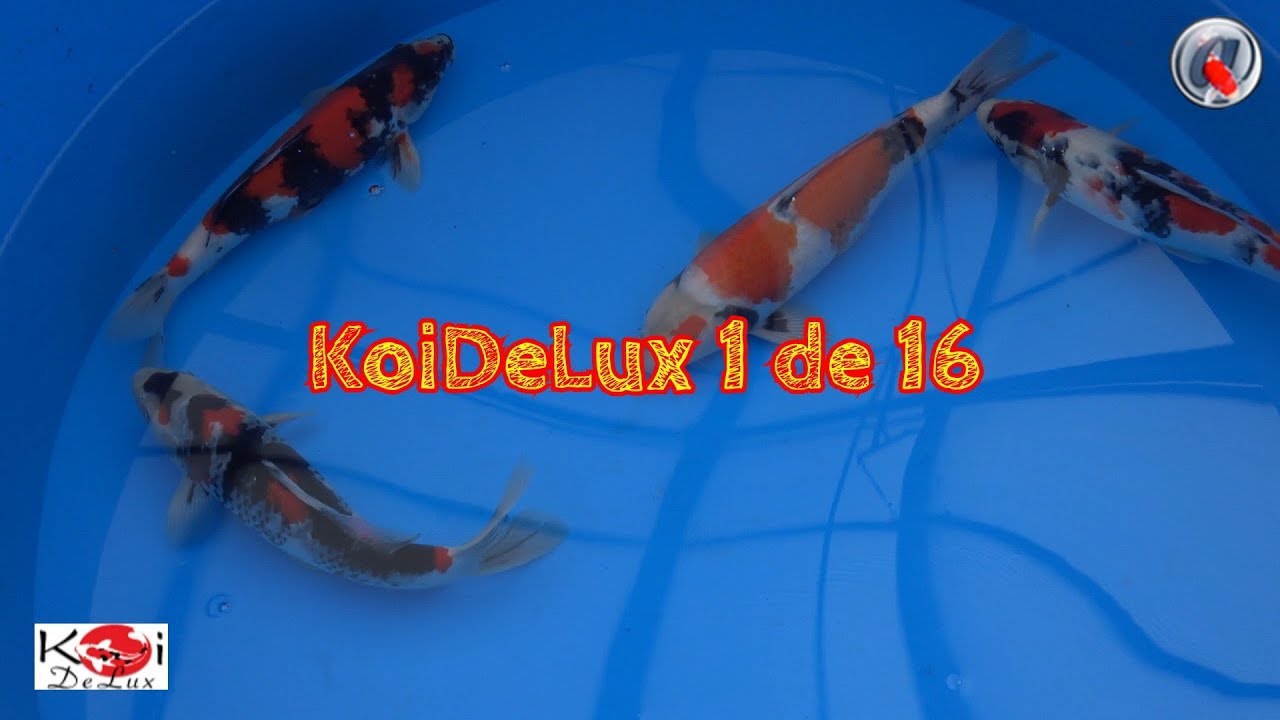 Koi Delux 1 - YouTube