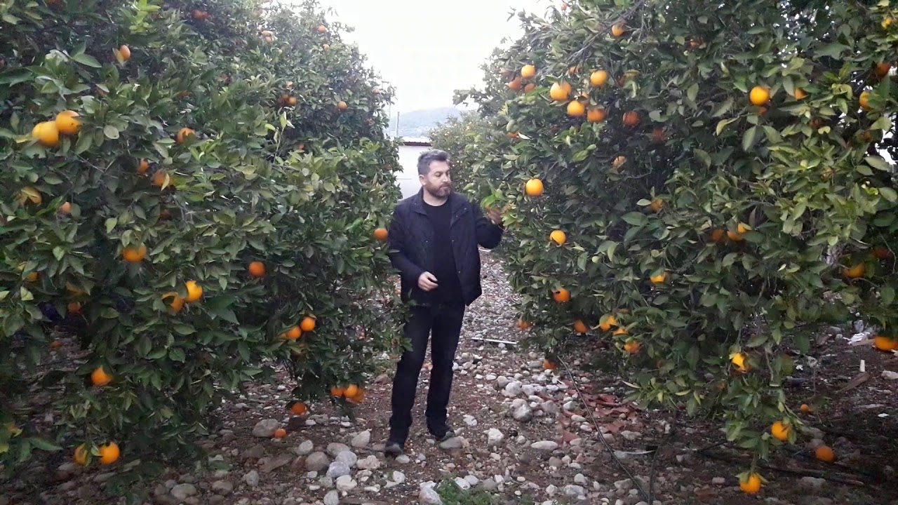 Antalya Çakırlar Portakal Bahçesi - YouTube