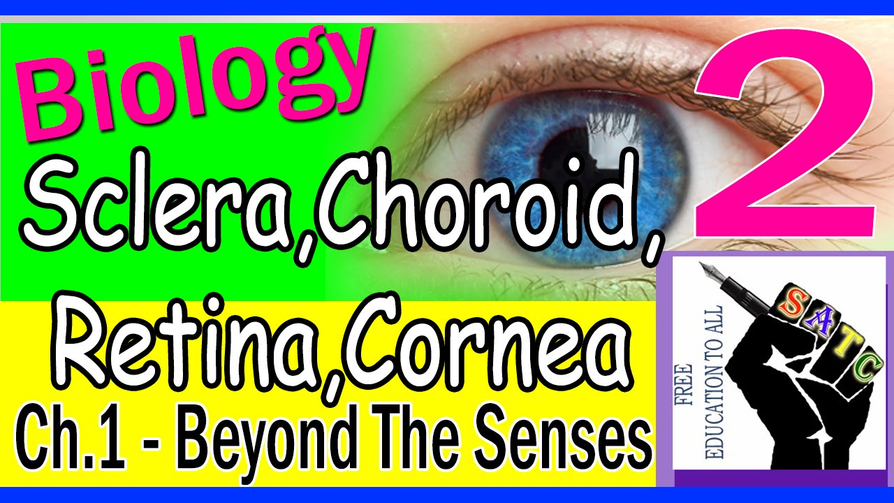 Biology Human Eye part 2 (Sclera,Choroid,Retina,Cornea- Functions ...
