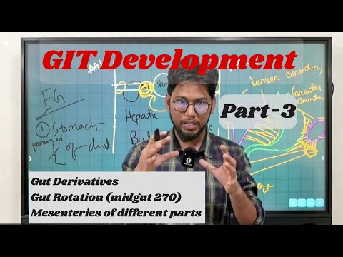 GIT Development - Gut Rotation Embryology // Midgut Rotation ...