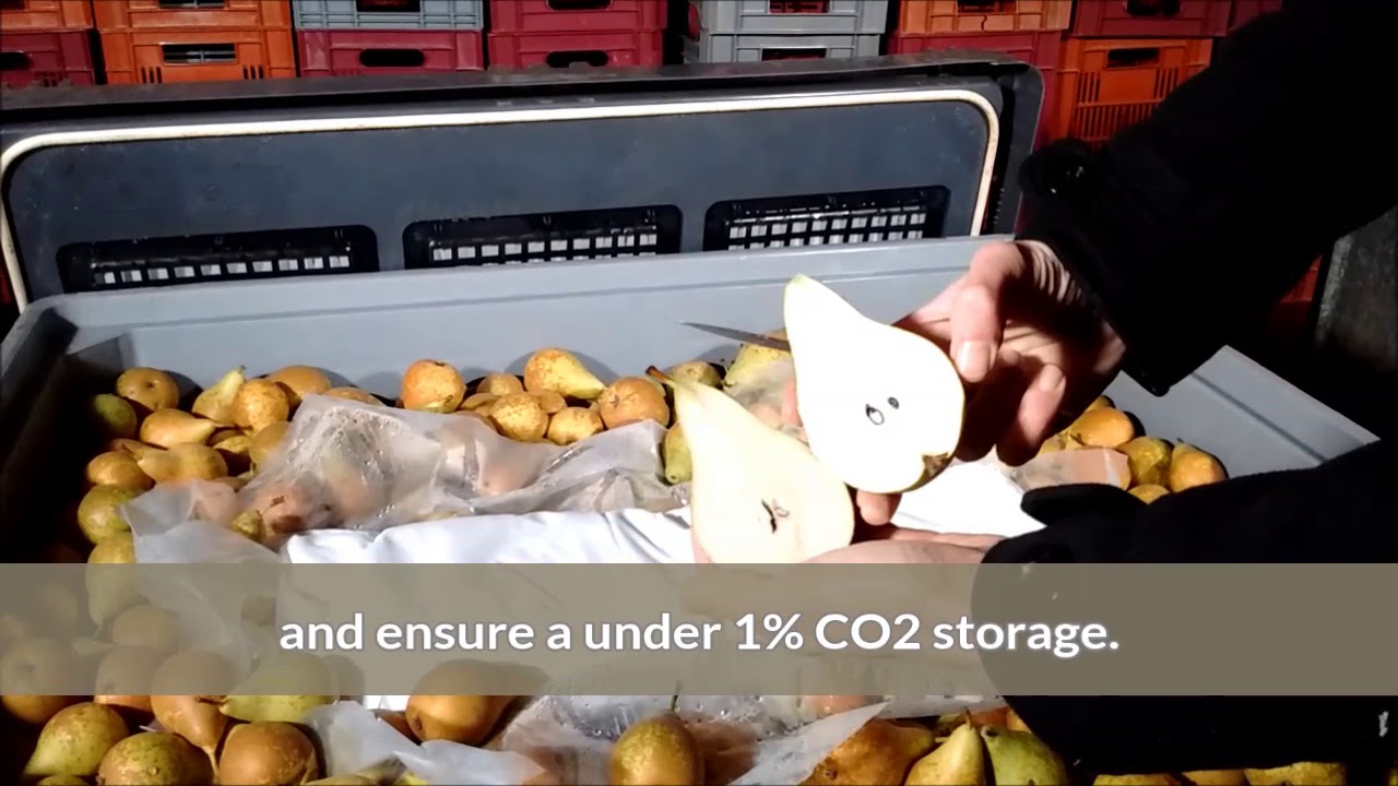 JMT US - Conference pears - 140 days storage in controlled atmosphere ...