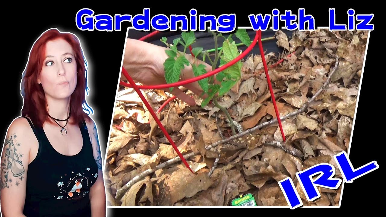 Gardening with Liz IRL-VLOG - YouTube